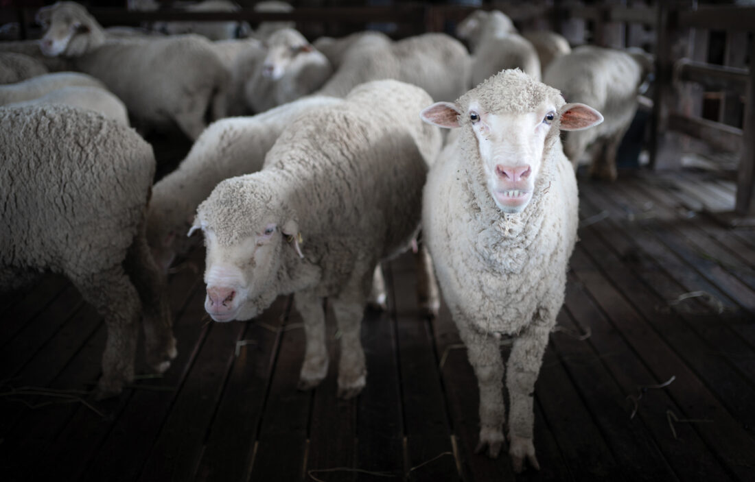 Selective Breeding Examples: Reasons for Culling Critters - Grit